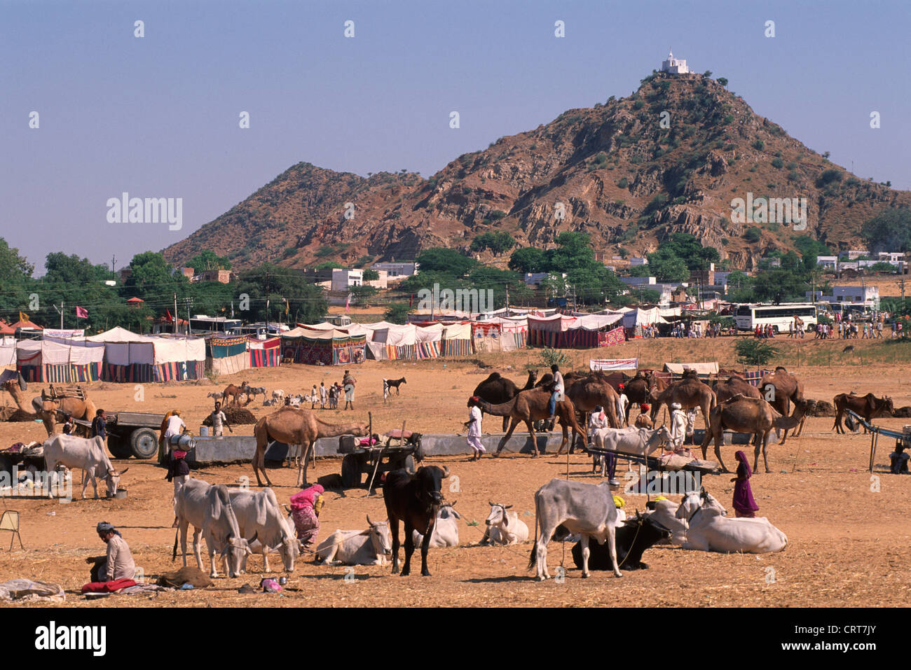India, Rajasthan, Pushkar, Camel Fair, camels, cattle, people Stock ...