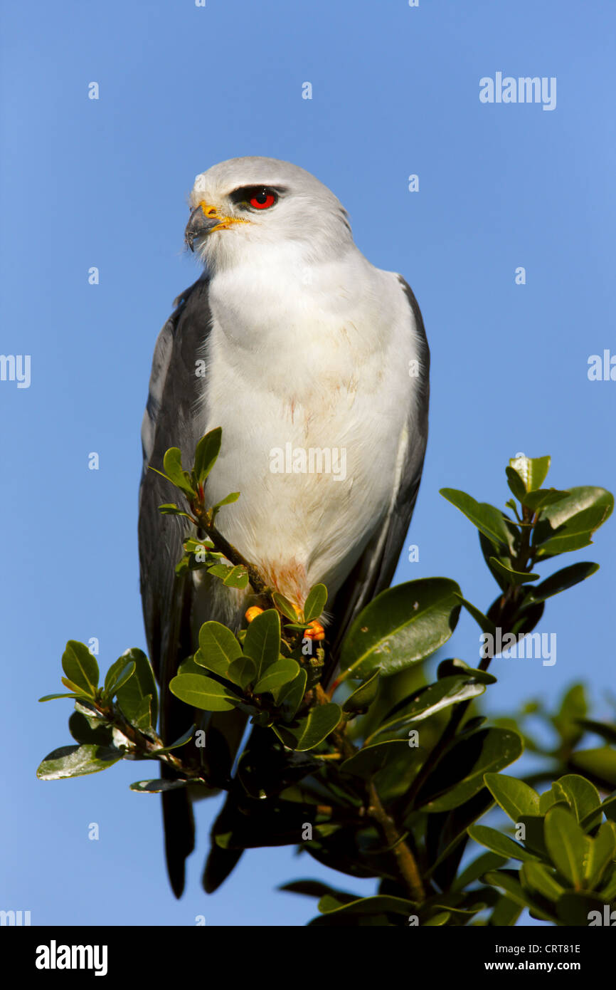 Black-Shouldered Kite - Elanus caeruleus [Addo Elephant National Park ...