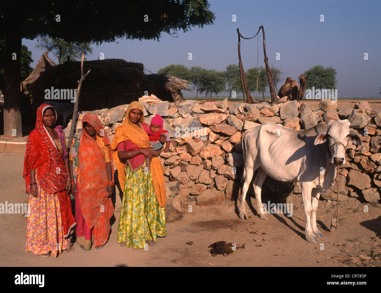 India, Rajasthan, village women, cow, rural life Stock Photo - Alamy