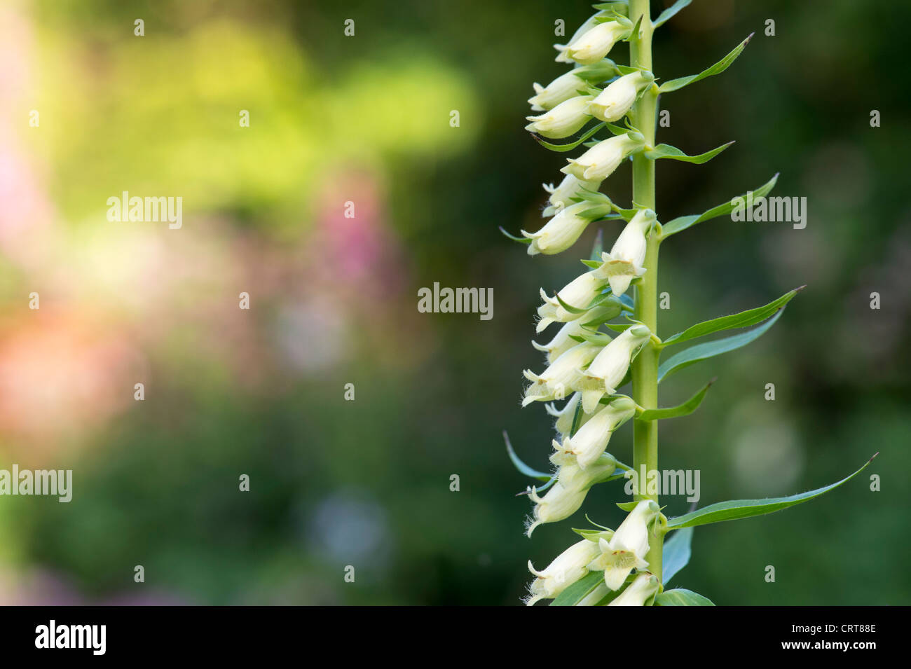 Digitalis lutea. Small Yellow Foxglove. Straw Foxglove Stock Photo - Alamy