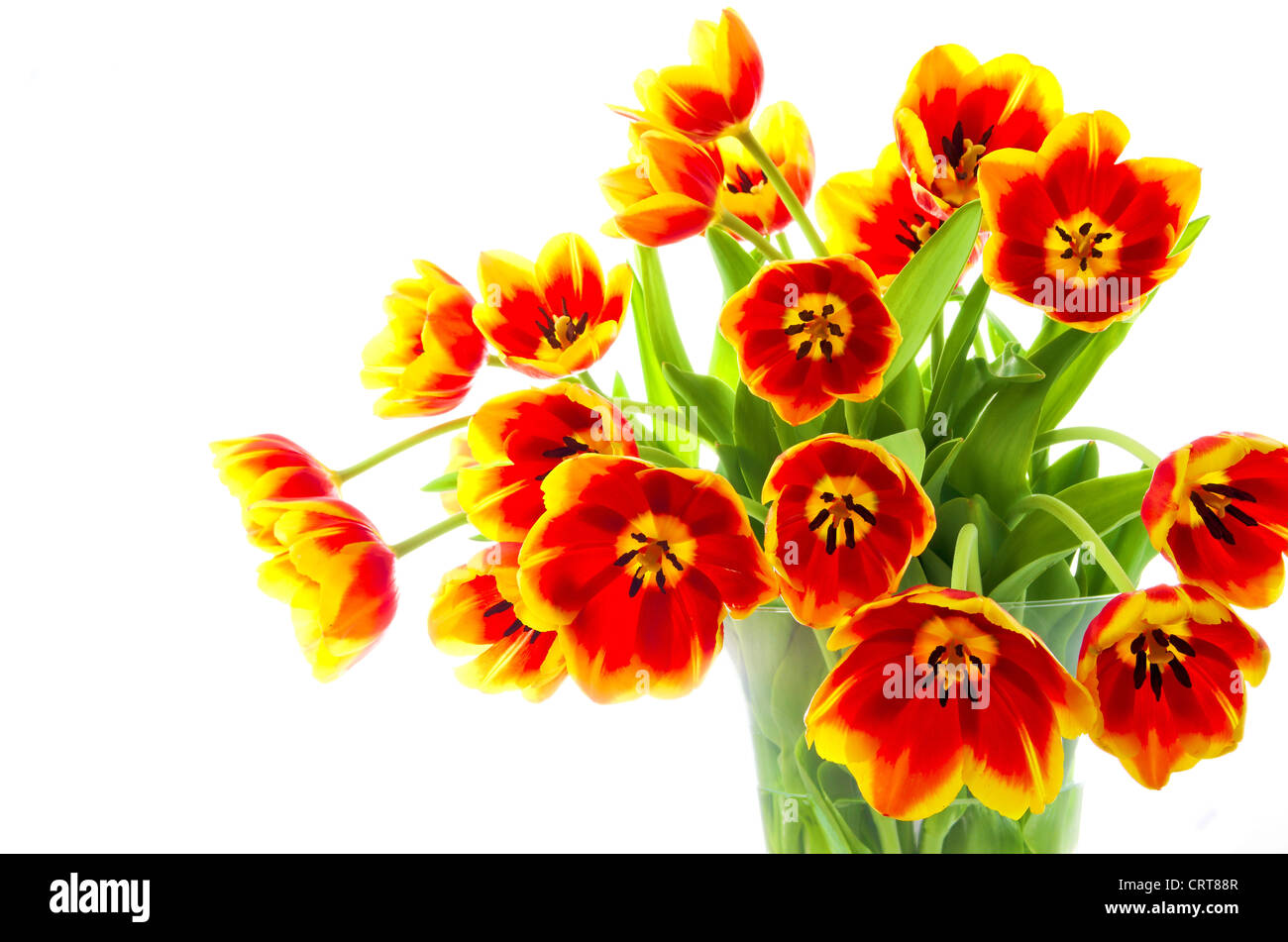 Netherlands in red on Cut Out Stock Images & Pictures - Alamy