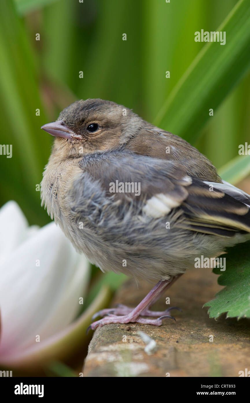 Juvenile chaffinch hi-res stock photography and images - Alamy