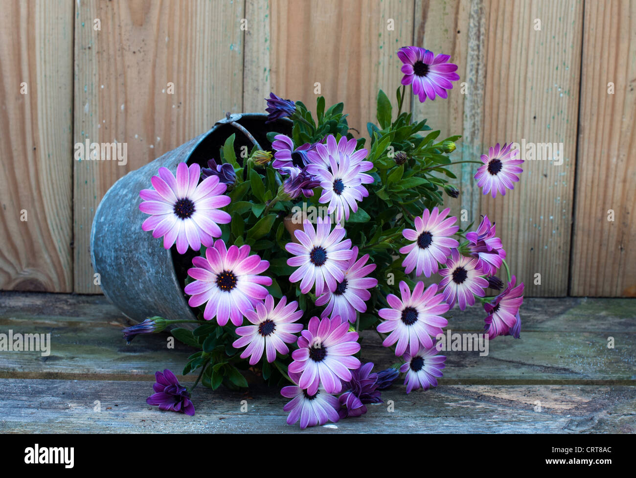 Metal daisy flower hi-res stock photography and images - Alamy