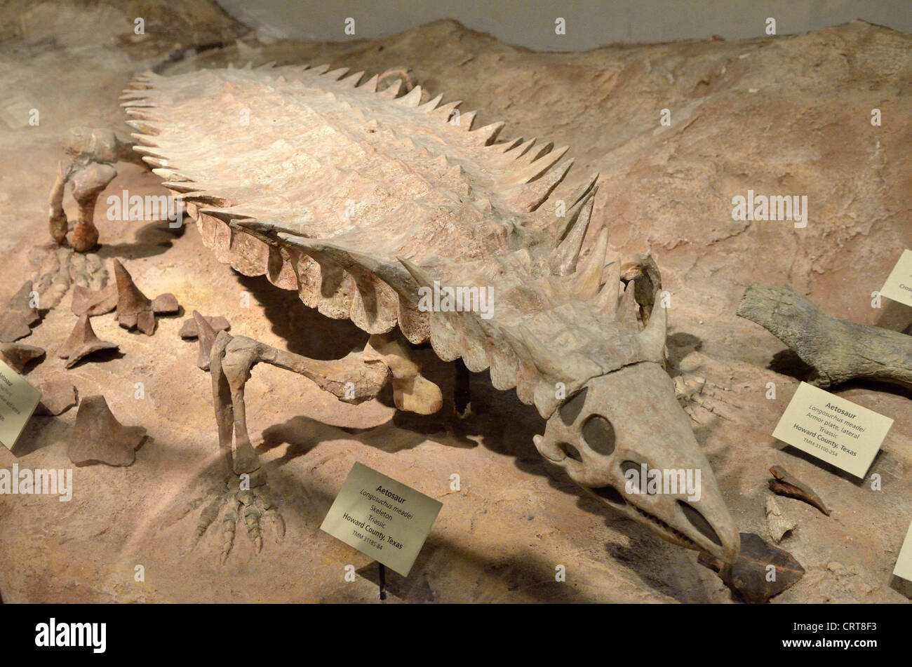 Fossil remains of an Aetosaur Longosuchus meadei, a reptile of Triassic ...