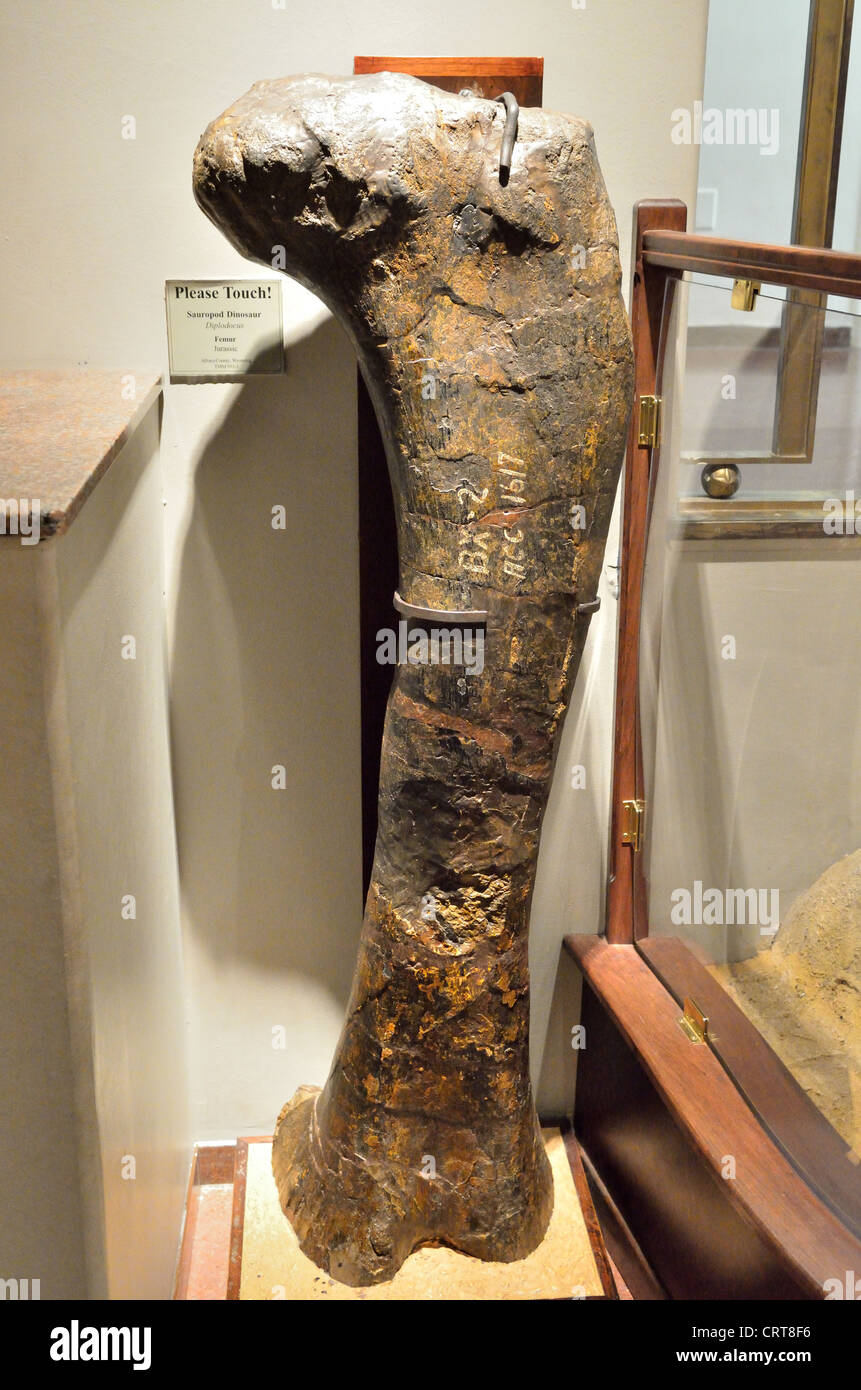 Diplodocus skeleton in natural hi-res stock photography and images - Alamy