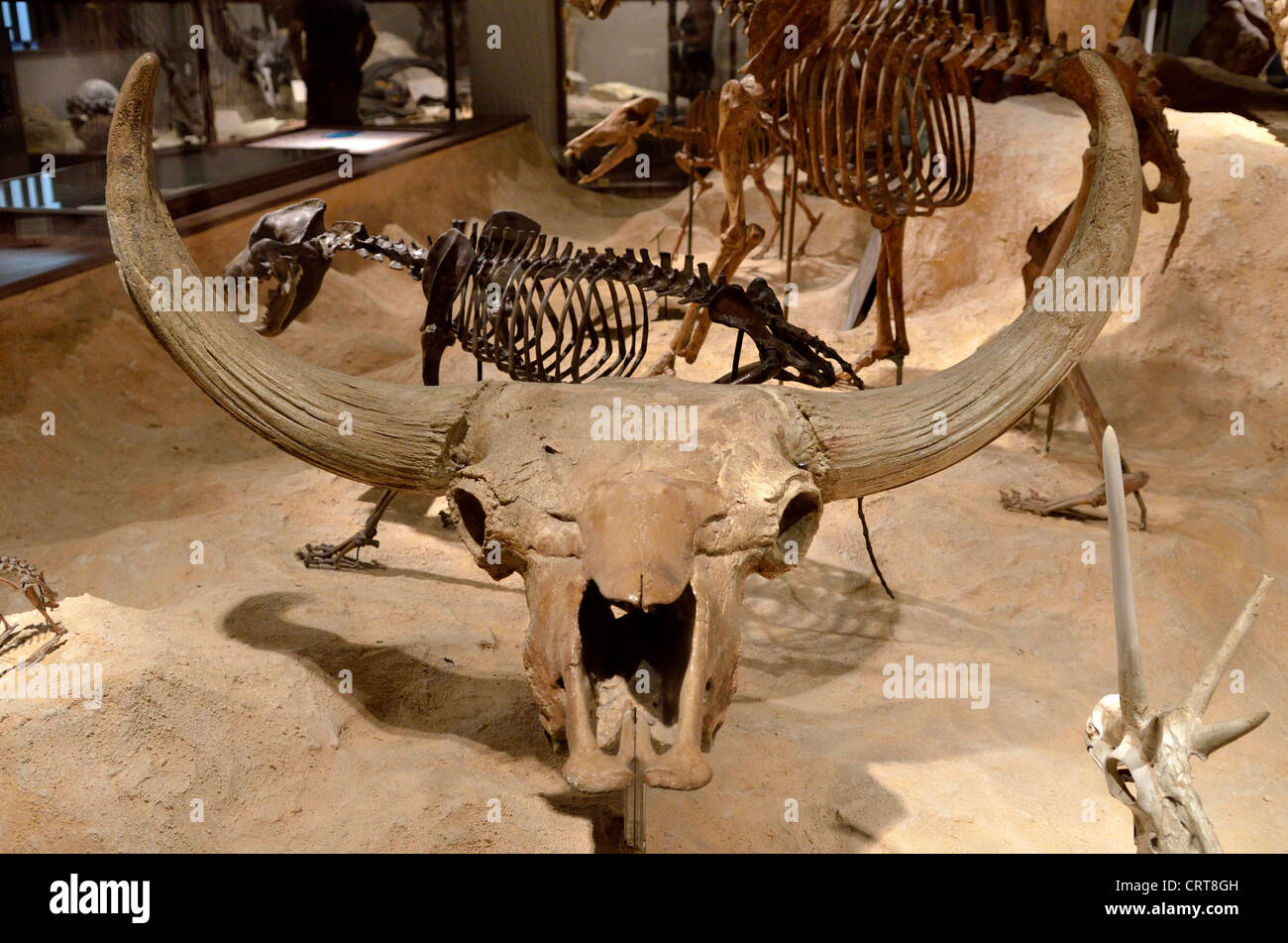 Bison Bison Skeleton