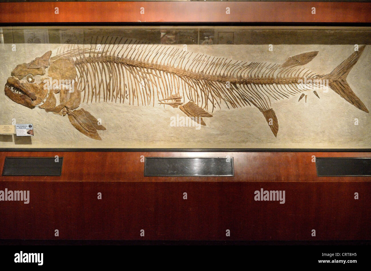Near complete fossil skeleton of a marine fish (Xiphactinus audax ...