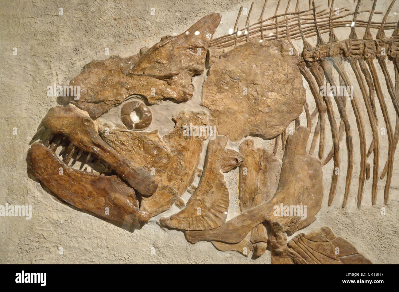 Fossil head of a marine fish (Xiphactinus audax). Cretaceous age Stock ...