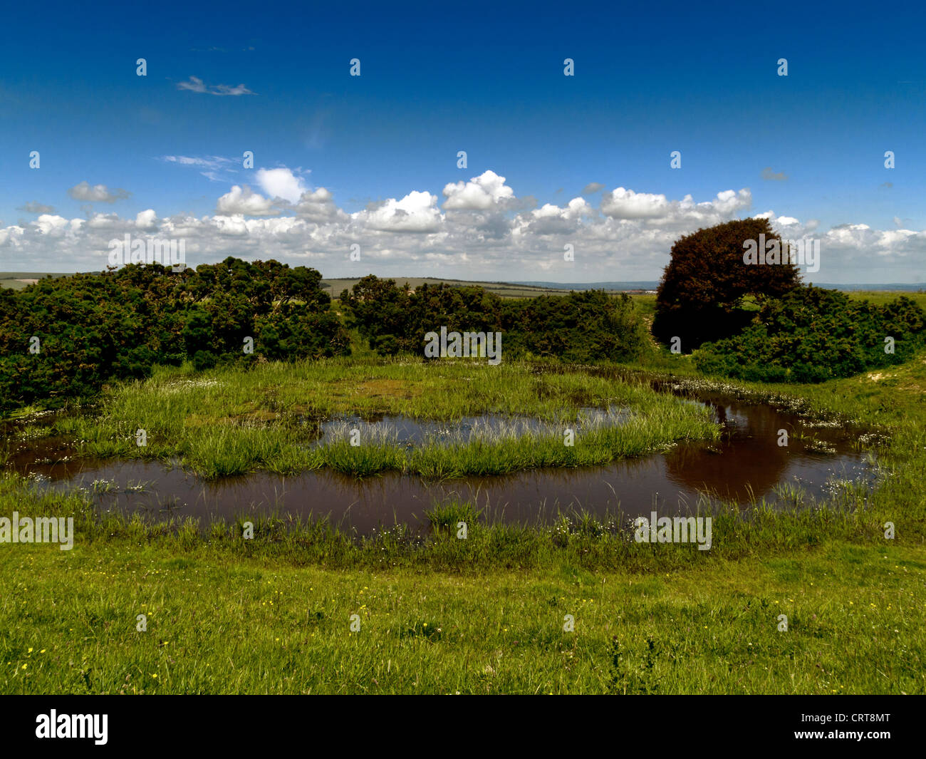 Dew pond on the South Downs Way, South Downs National Park, near ...