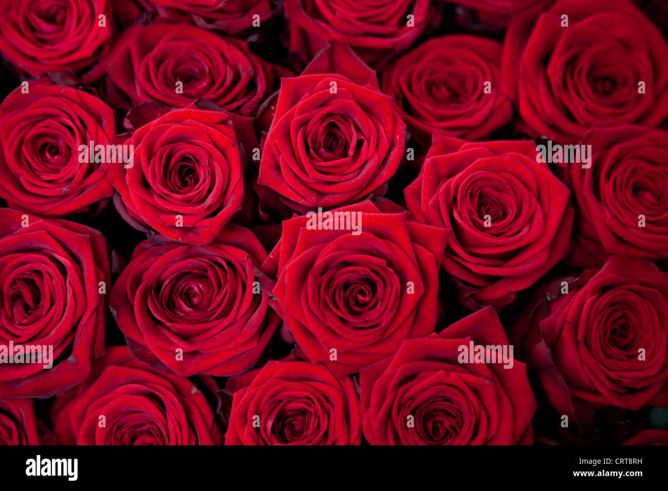 A group of red roses Stock Photo - Alamy