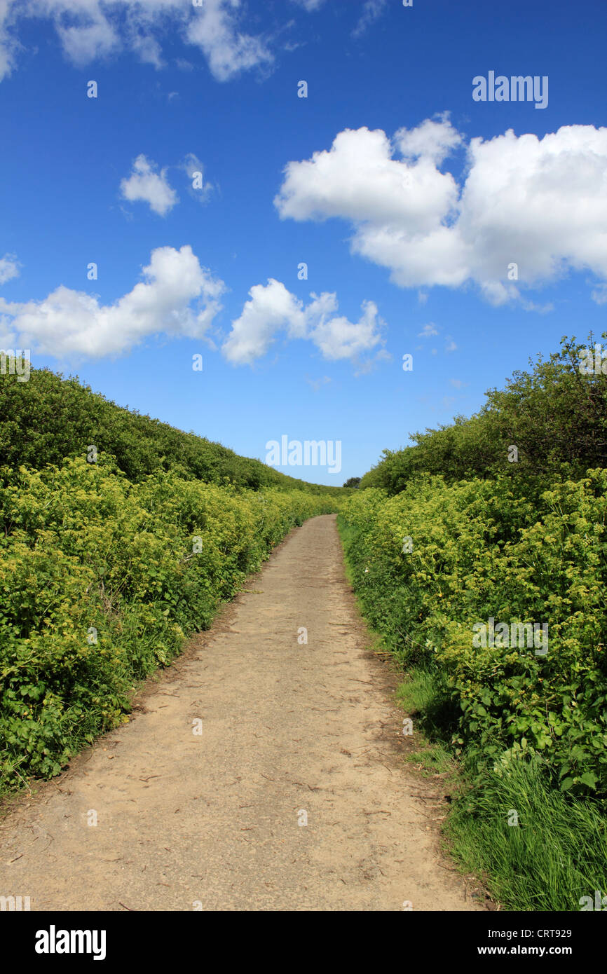 Overgrown road hi-res stock photography and images - Alamy
