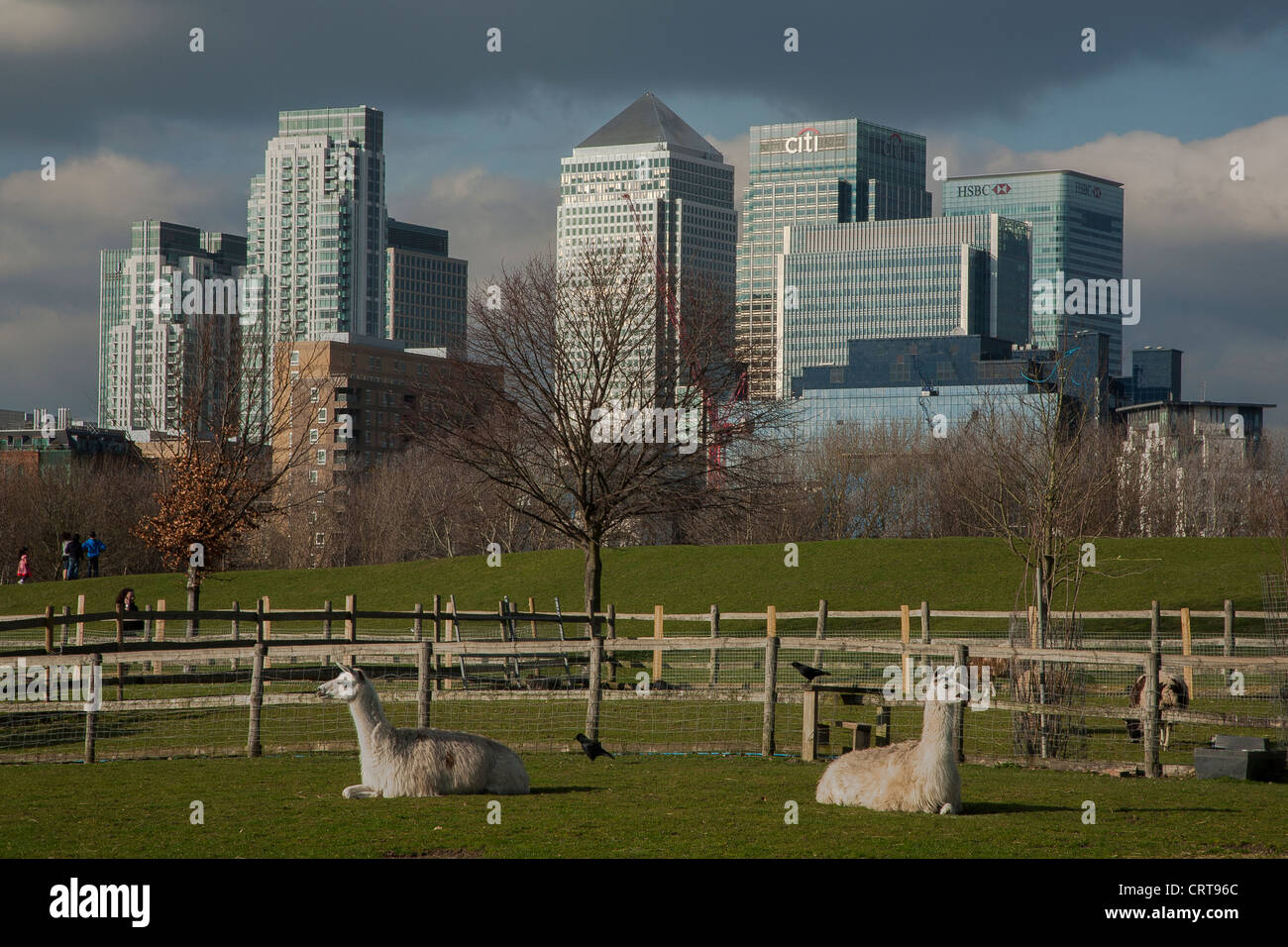 Llamas at Mudchute Park and Farm, the largest urban farm in Europe ...