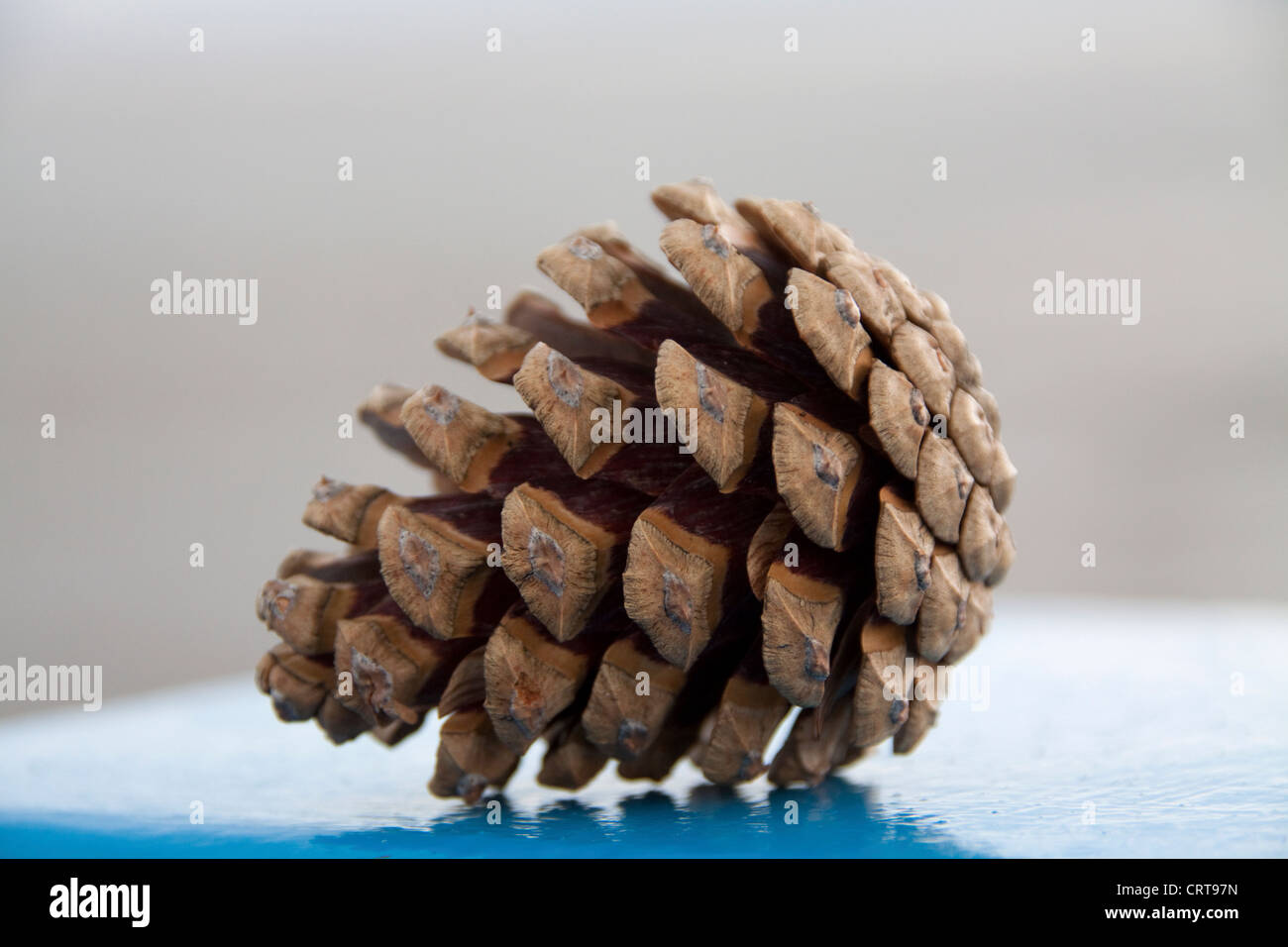 Cone scales of an open pine cone hi-res stock photography and images ...