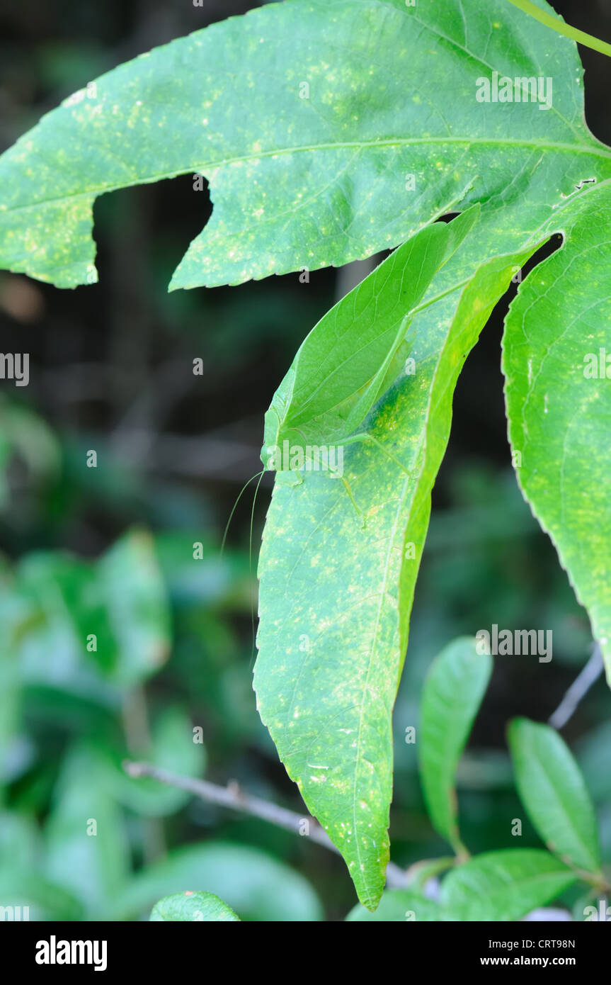 Katydid, sometimes 'Bush Cricket'. Green leaf insect disguised against ...