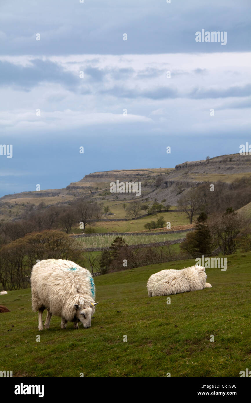 Sheep lamb yorkshire trees hi-res stock photography and images - Alamy