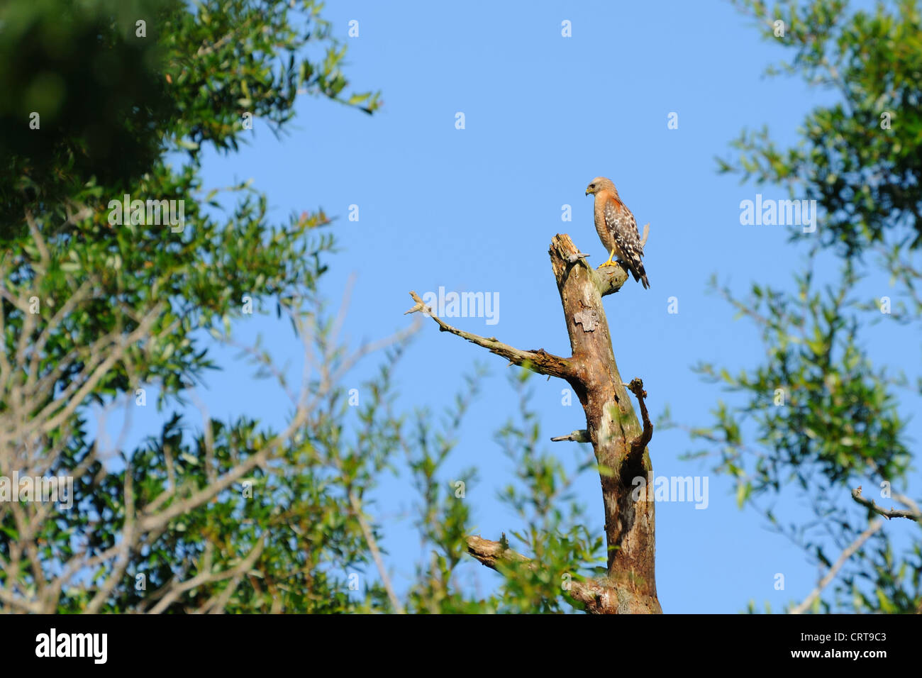 Dead Raptor High Resolution Stock Photography and Images - Alamy