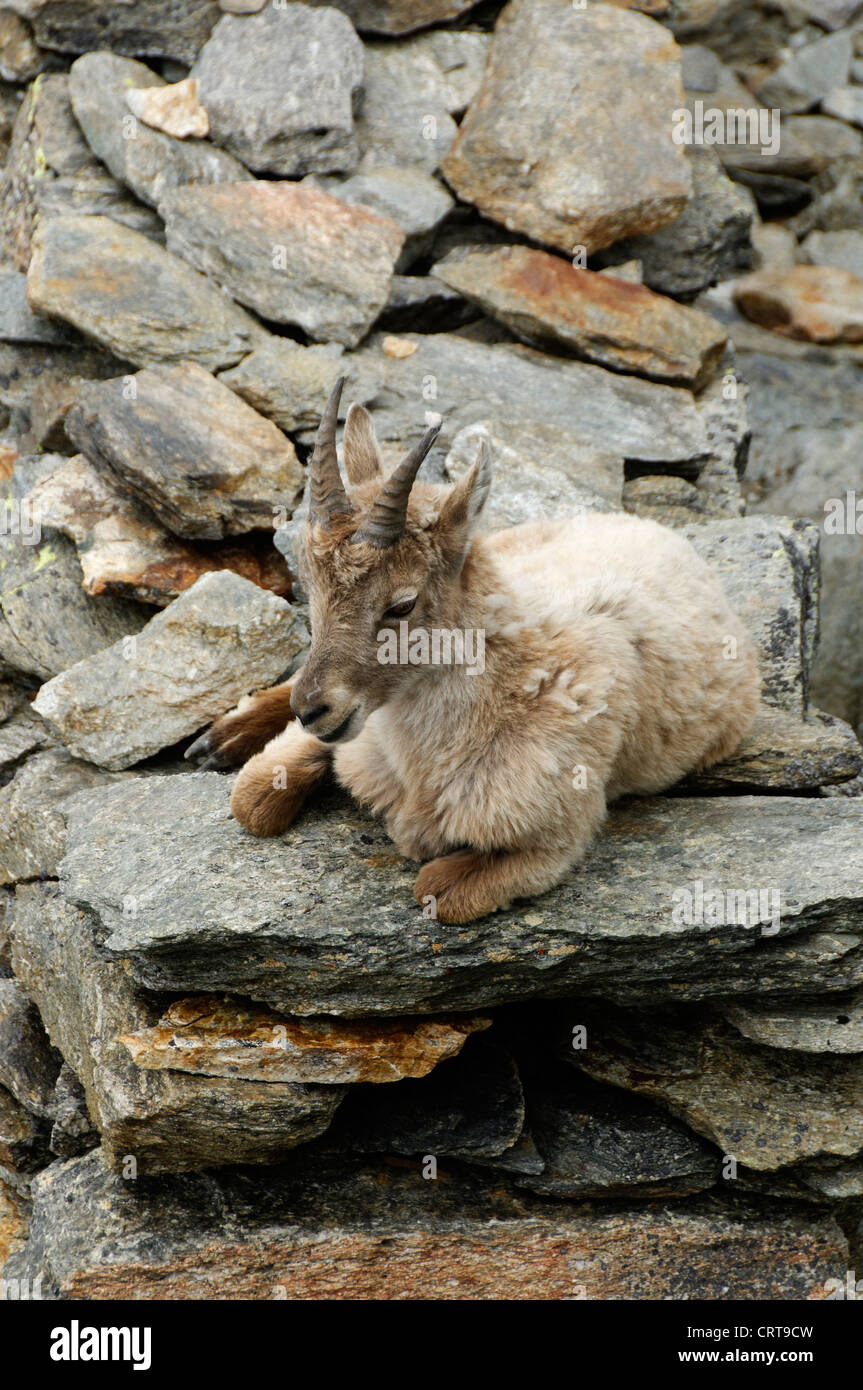 A young Ibex lying on a stone wall Stock Photo - Alamy