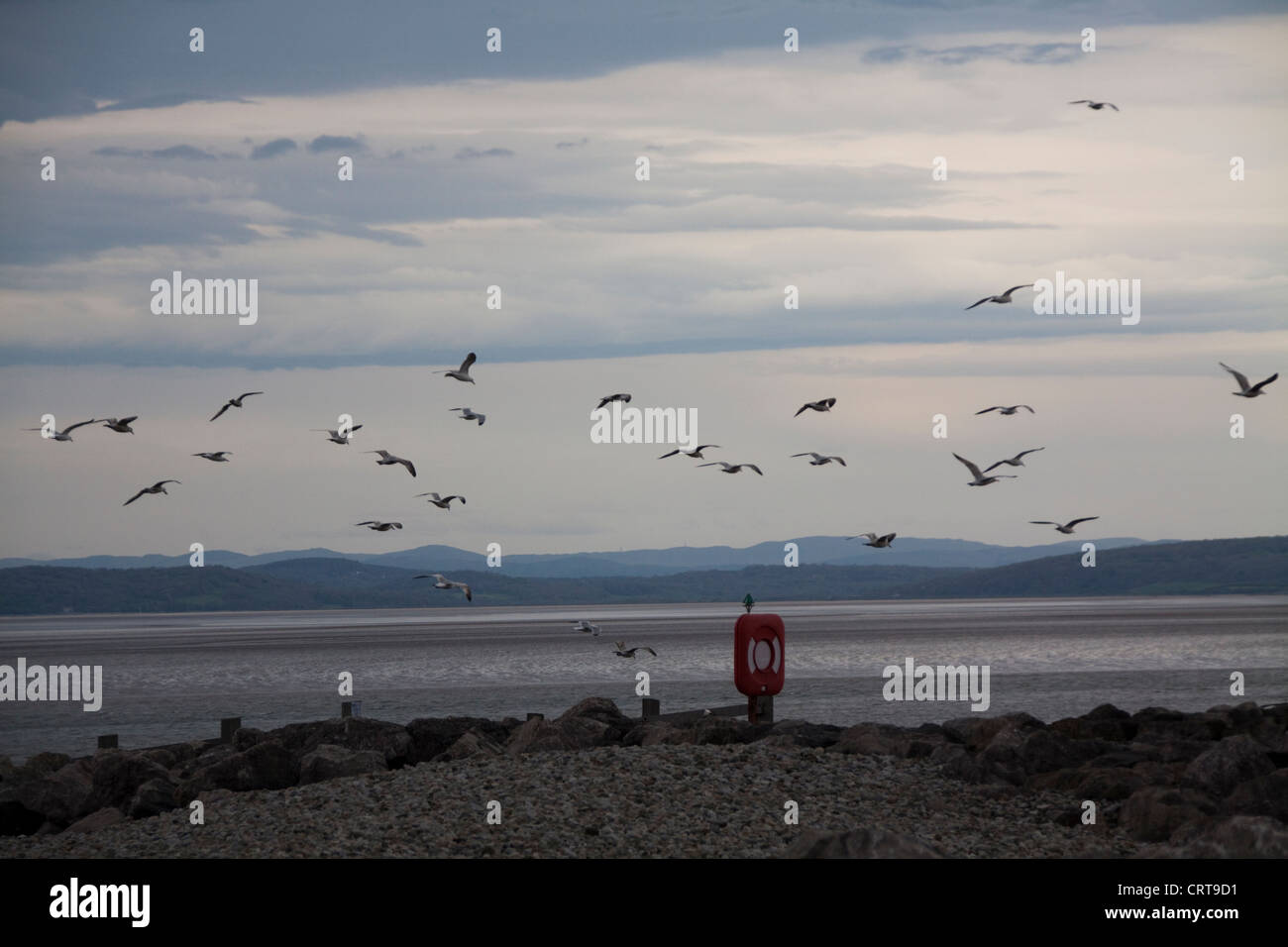 Promenade birds morecambe hi-res stock photography and images - Alamy
