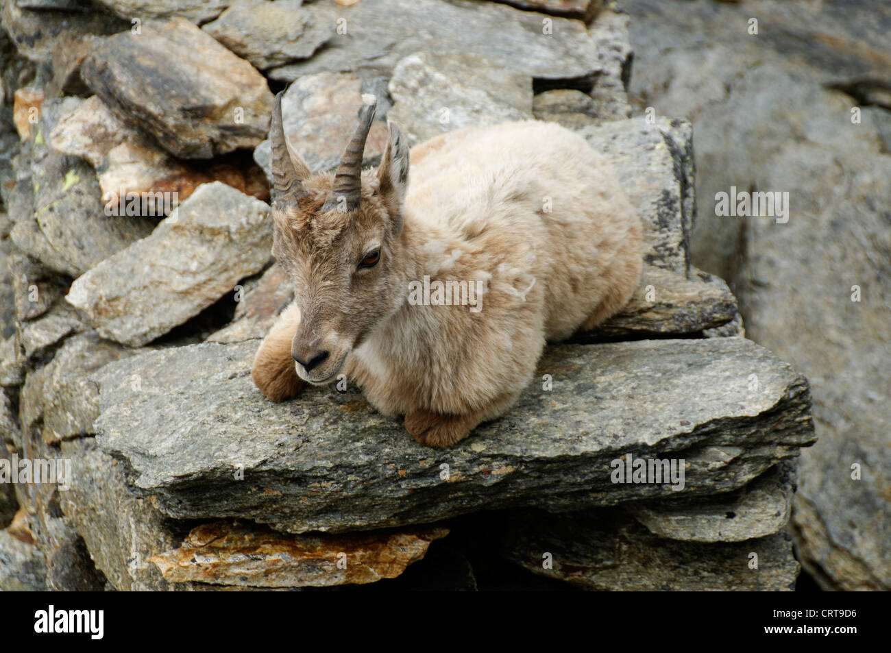 A young Ibex lying on a stone wall Stock Photo - Alamy