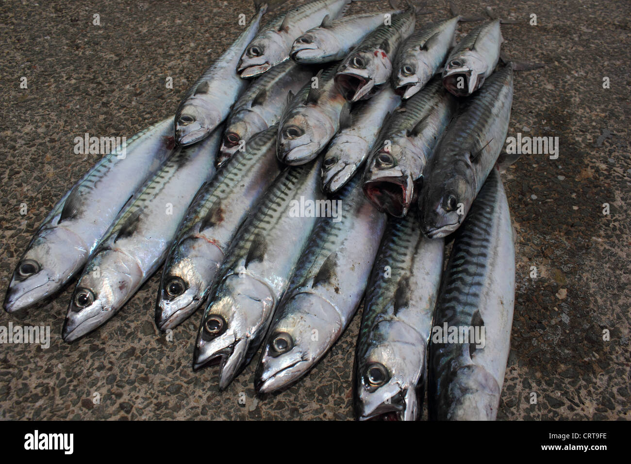 Mackeral fishing hi-res stock photography and images - Alamy