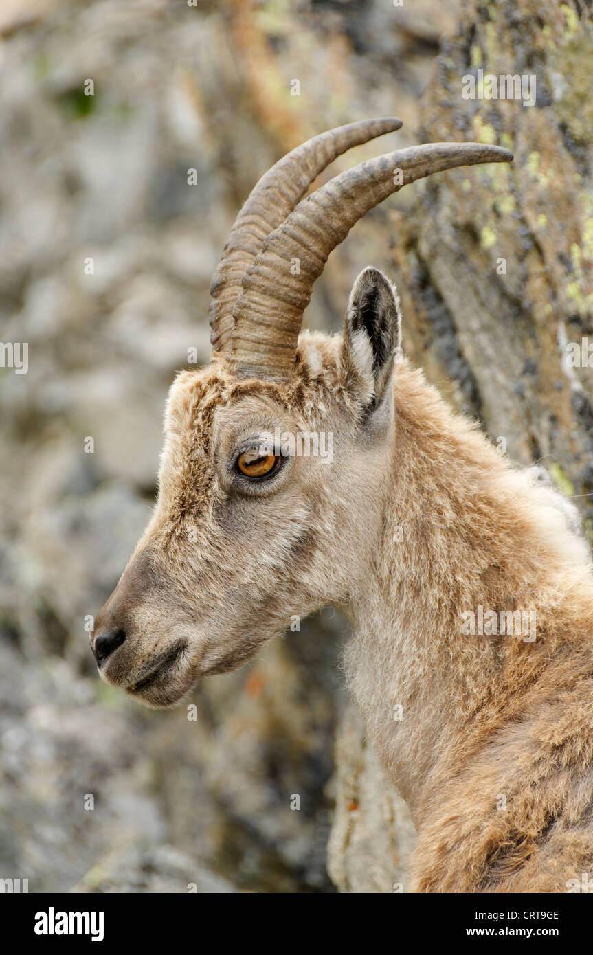 A portrait of a Mountain Ibex Stock Photo - Alamy