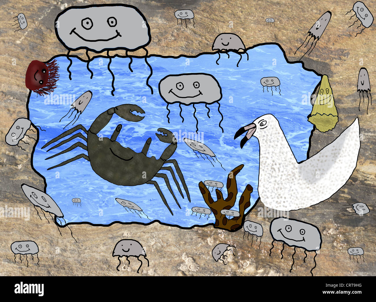 An illustration of a rock pool environment including a herring gull ...