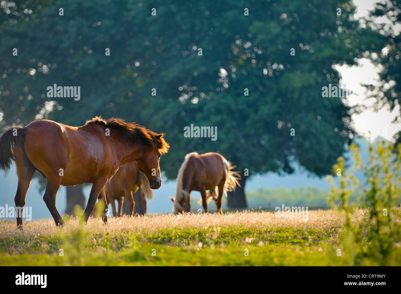 A wild horse head profile portrait Stock Photo - Alamy