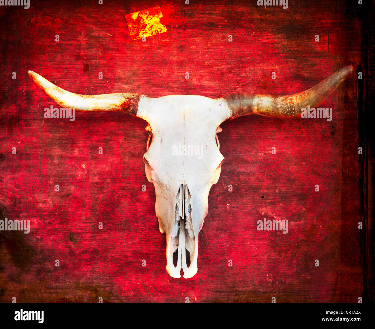 Florida cracker cow skull Stock Photo - Alamy