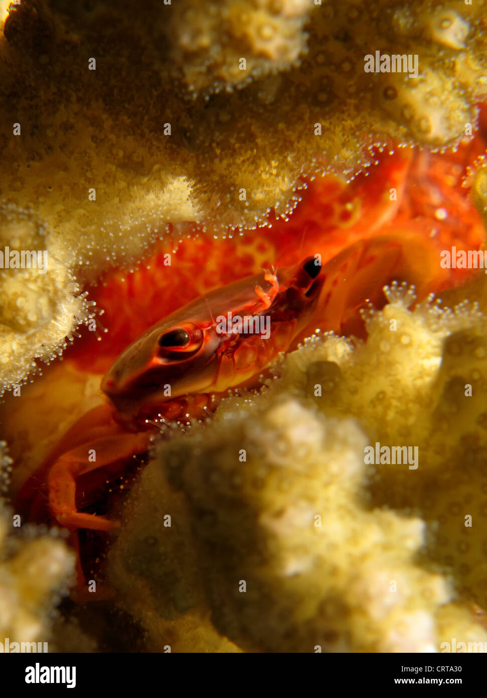 Coral crab hi-res stock photography and images - Alamy