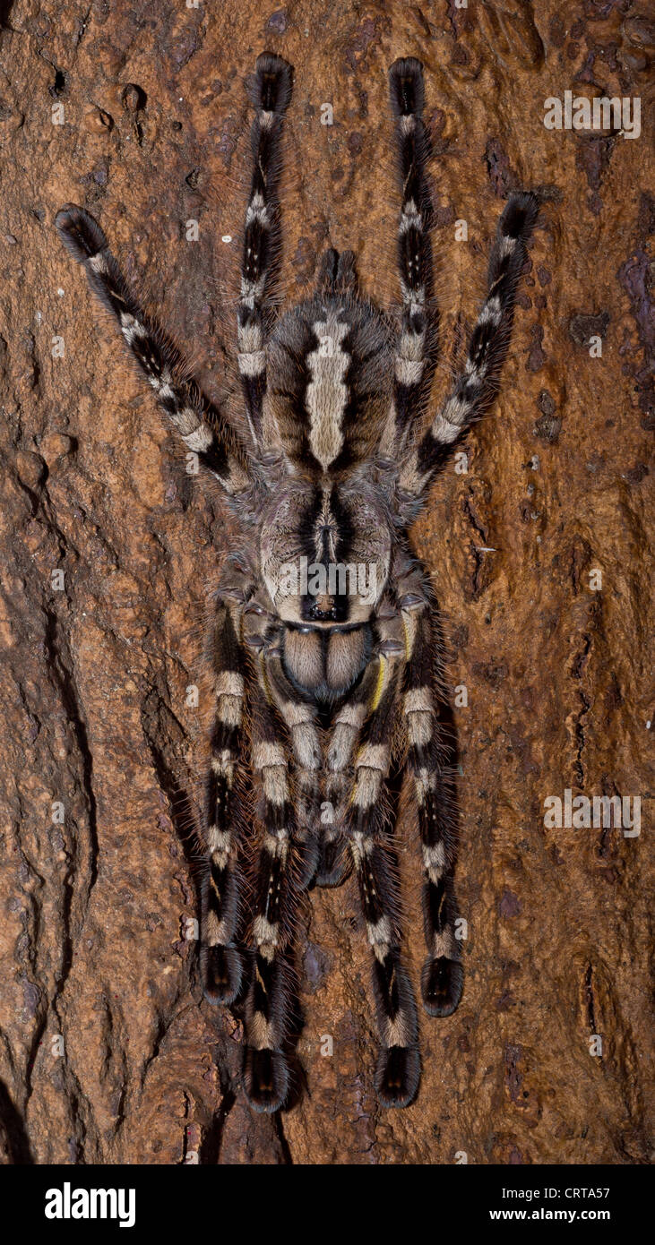 Indian ornamental tarantula (Poecilotheria regalis) full body Stock ...