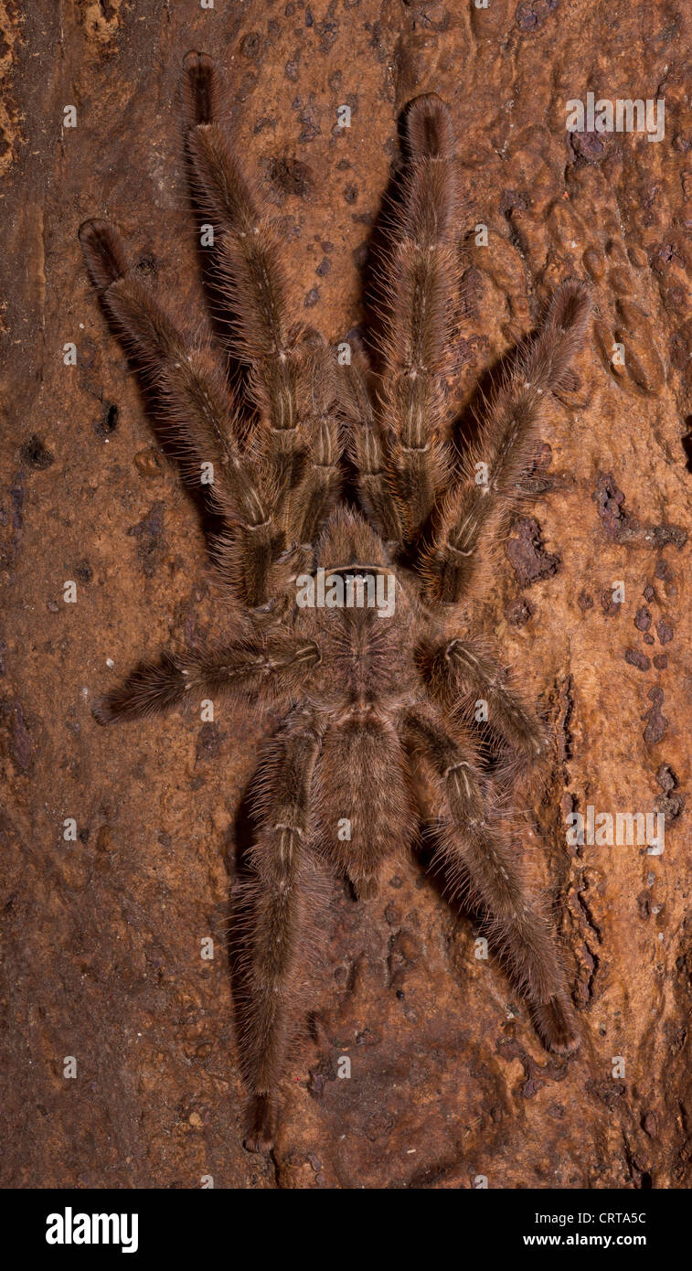 Indian ornamental tarantula (Poecilotheria regalis Stock Photo - Alamy