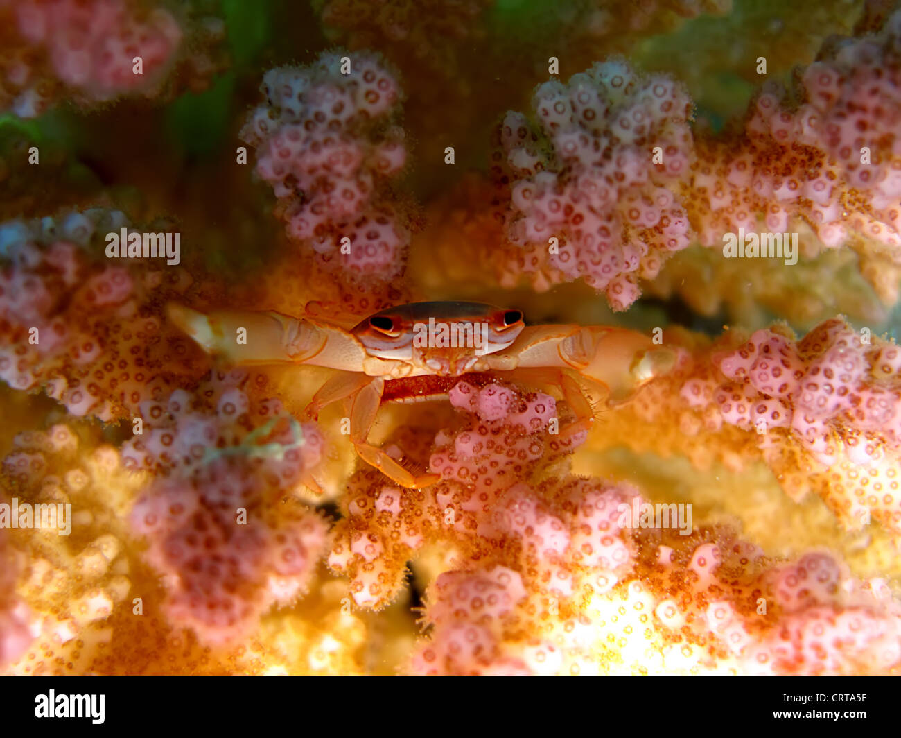 Coral crab hi-res stock photography and images - Alamy