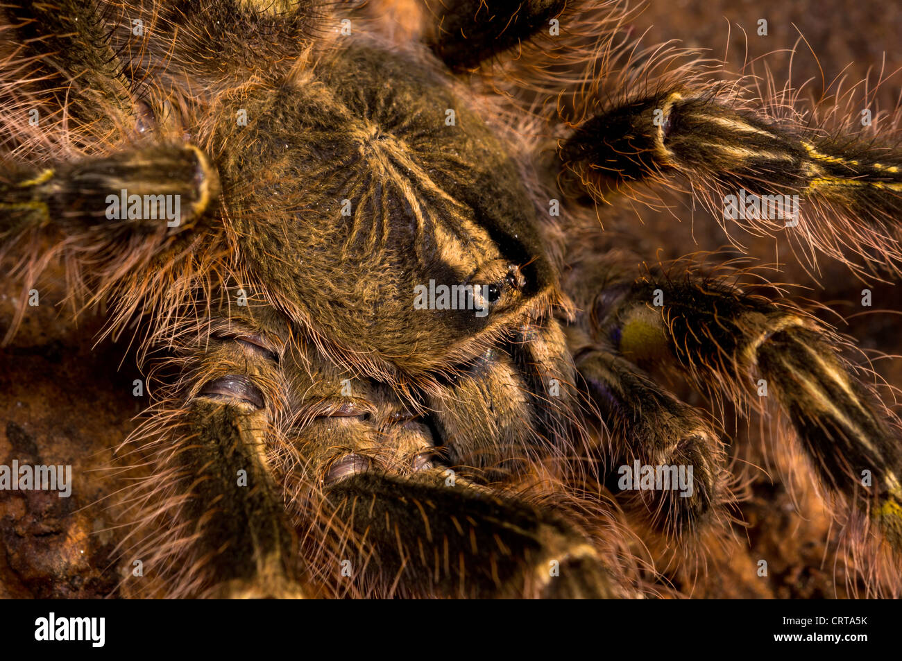 Slate-red Ornamental Tree Tarantula (Poecilotheria rufilata Stock Photo ...
