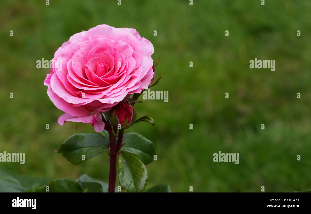 Single Pink Rose against soft green grass background Stock Photo - Alamy