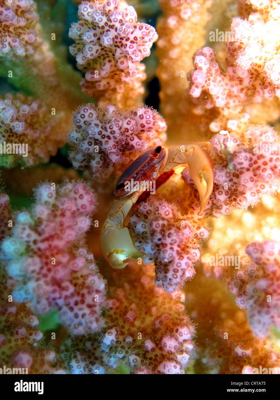 Coral crab inside the acropora coral Stock Photo - Alamy