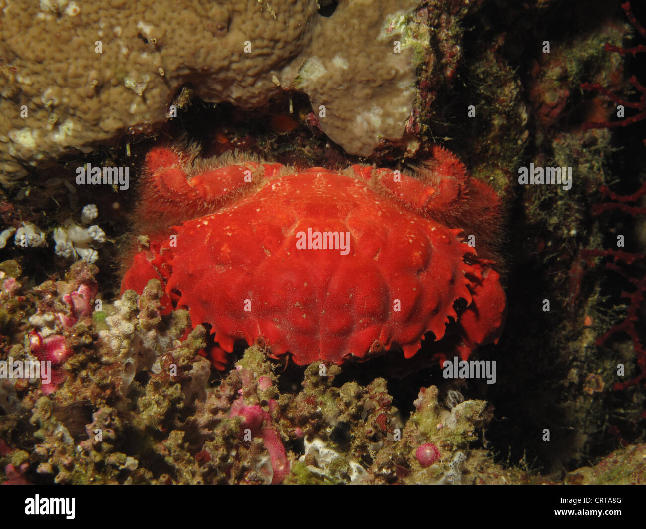 Splendid Spooner coral crab (Etisus Splendidus Stock Photo - Alamy