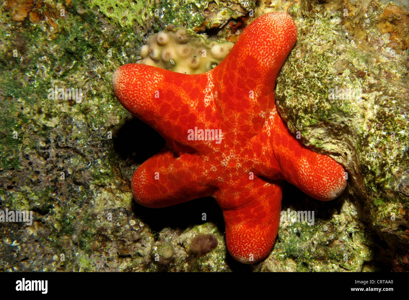 Red cushion sea star hi-res stock photography and images - Alamy