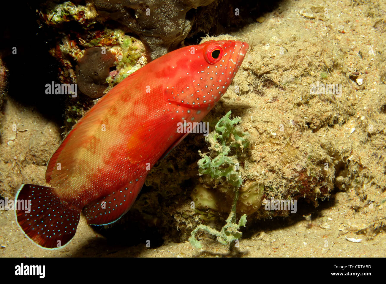 Red hind fish hi-res stock photography and images - Alamy