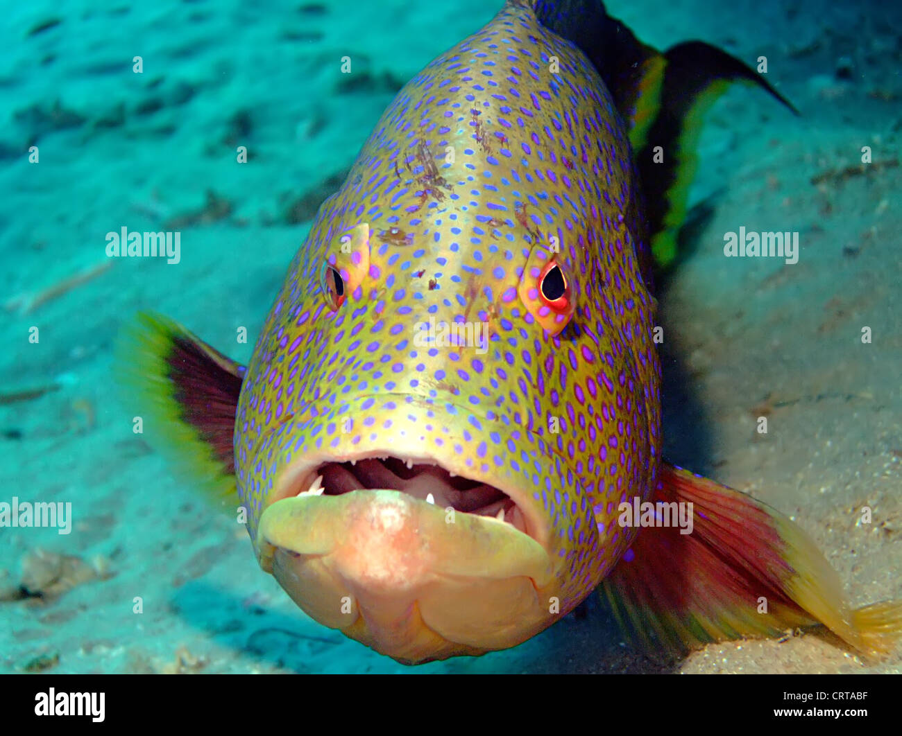 Lyretail grouper hi-res stock photography and images - Alamy