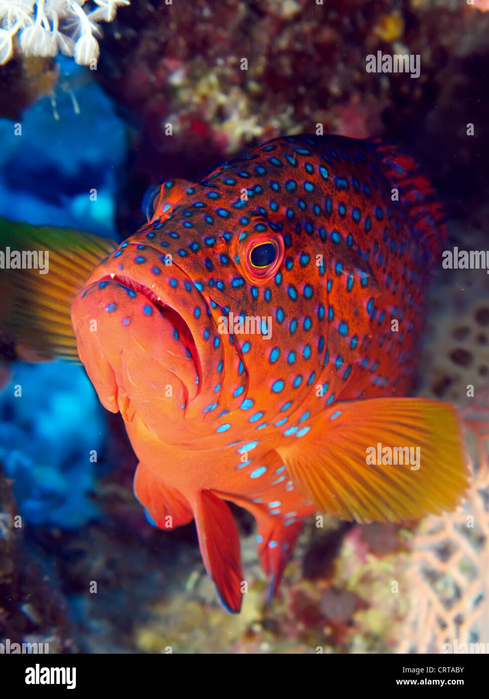 Miniata grouper hi-res stock photography and images - Alamy