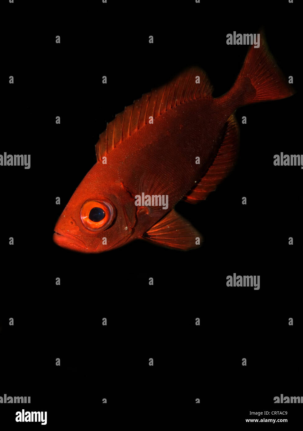 Crescent tail Bigeye (Priacanthus hamrur). Taken at Ras Mohamed in Red ...