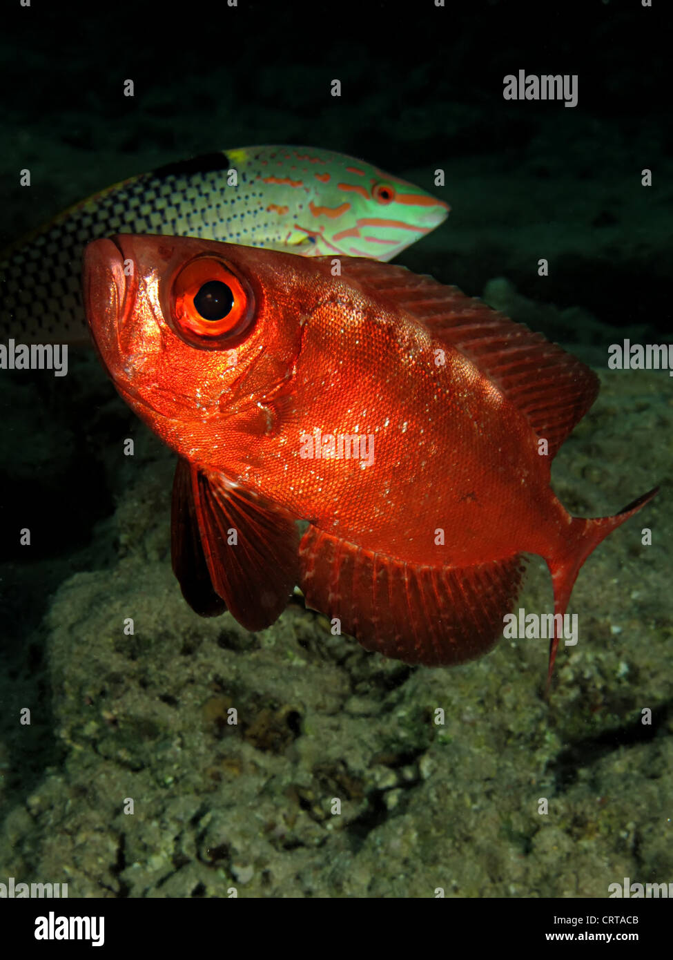Crescent tail Bigeye (Priacanthus hamrur). Taken at Ras Mohamed in Red ...