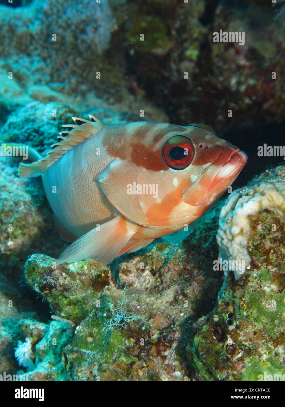 Grouper fish underwater hi-res stock photography and images - Alamy
