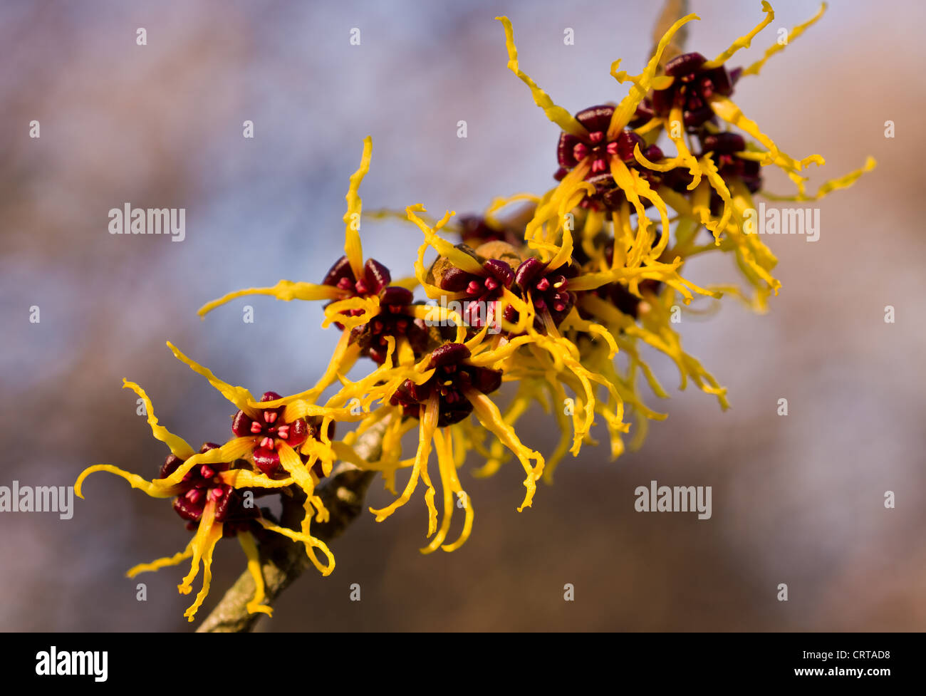 Yellow Japanese yellow witch hazel (Hamamelis japonica Stock Photo - Alamy