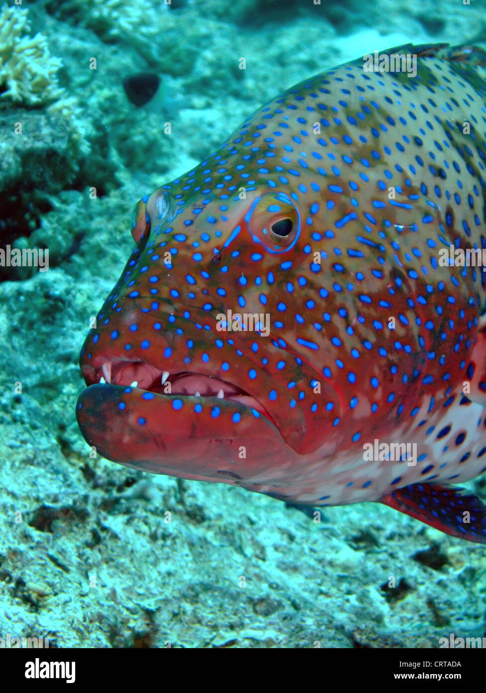 Plectropomus pessuliferus hi-res stock photography and images - Alamy