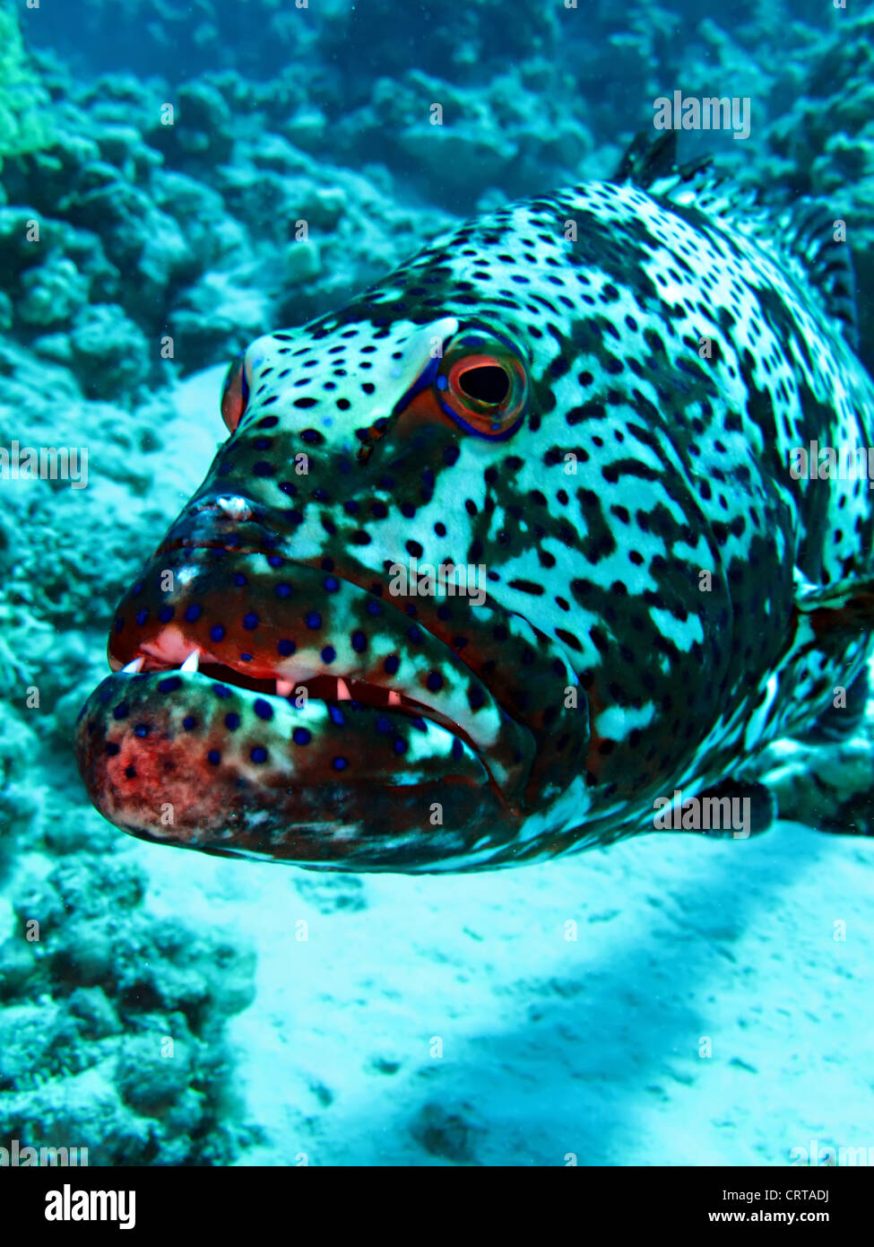 Plectropomus pessuliferus hi-res stock photography and images - Alamy