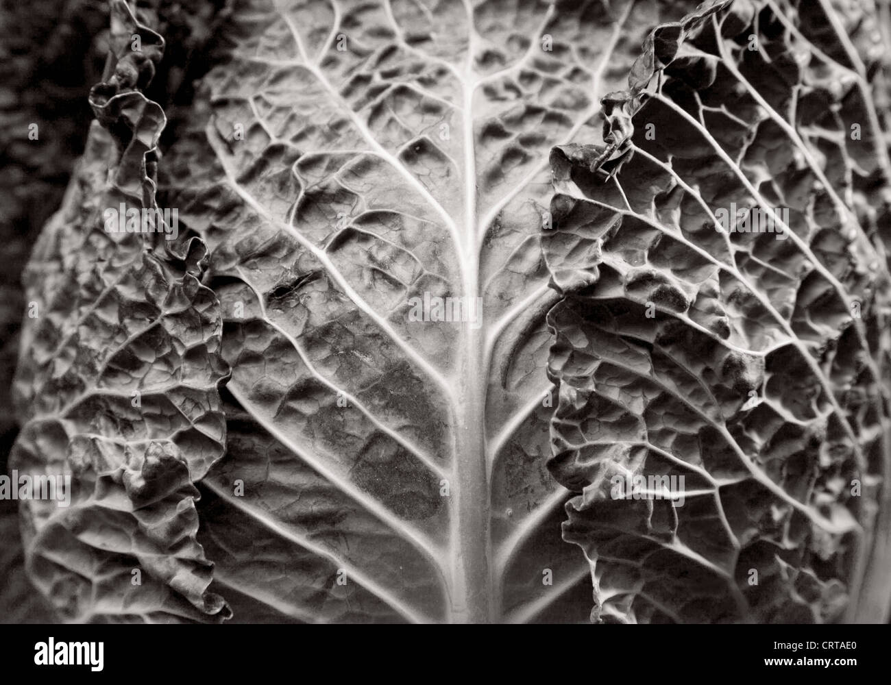 Abstract cabbage hi-res stock photography and images - Alamy