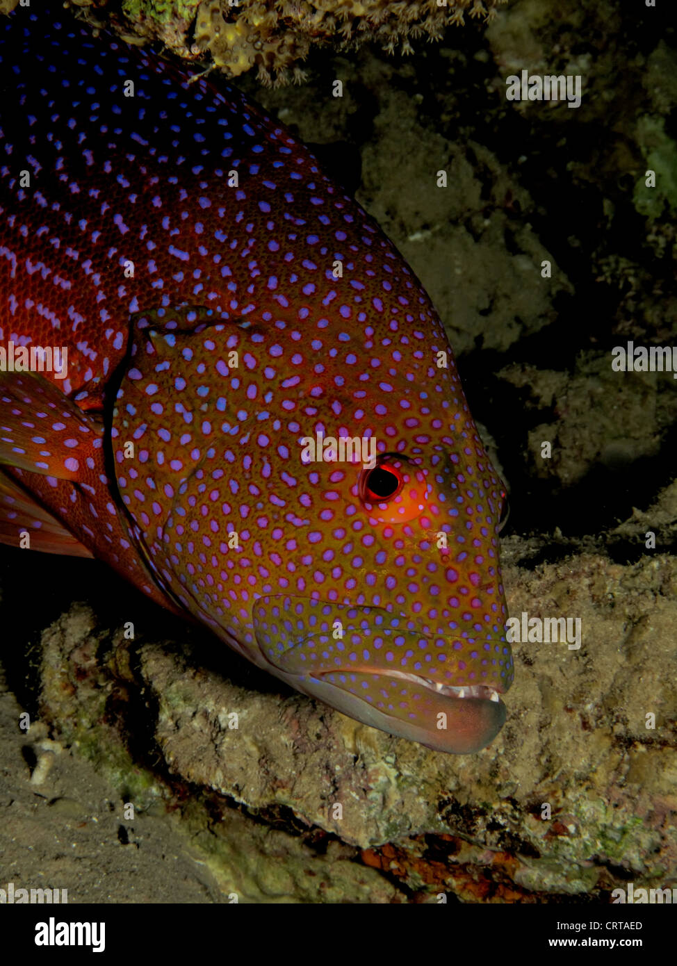 Lyretail grouper. (Variola louti Stock Photo - Alamy