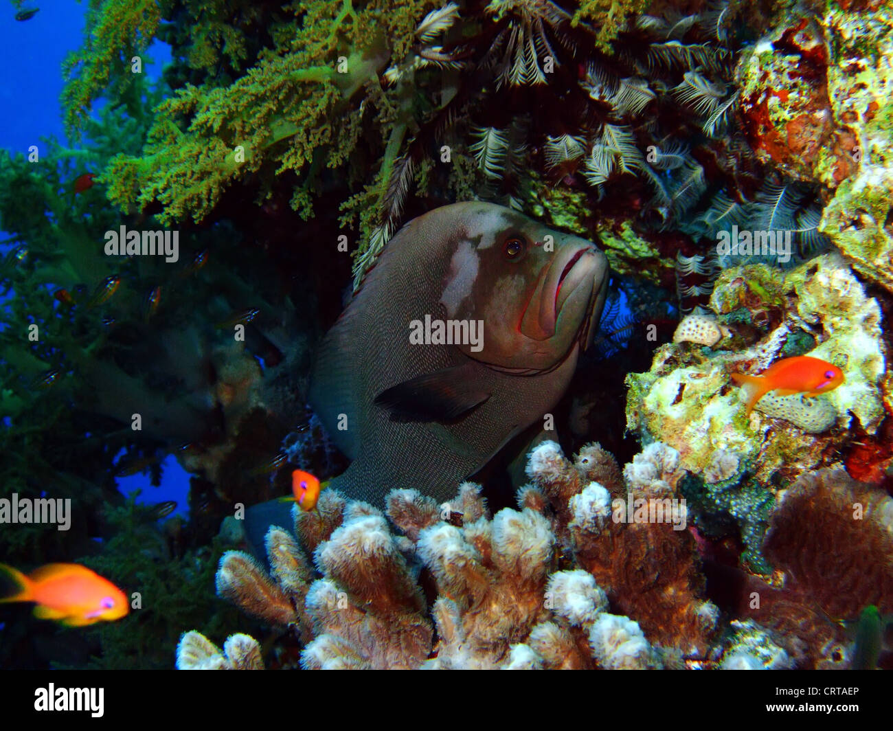 Redmouth grouper (Aethaloperca rogaa Stock Photo - Alamy