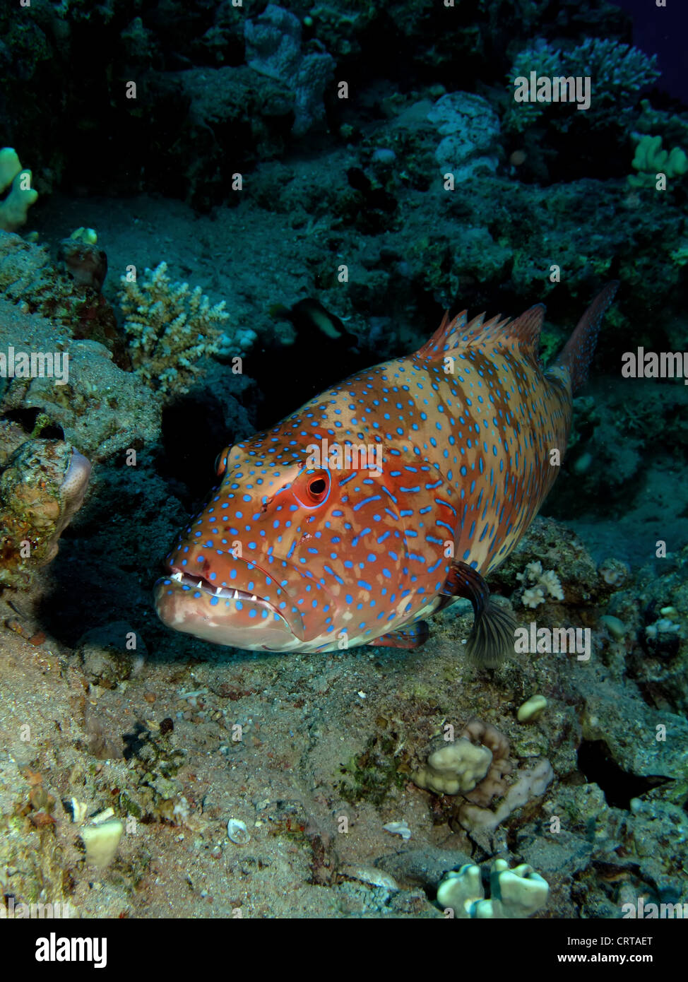 Red Sea Coral Grouper(Plectropomus pessuliferus Stock Photo - Alamy